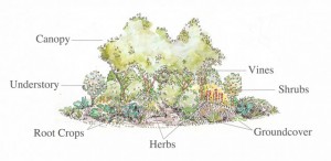 DIY Food Forest Herb Plantings - An Open Source Archive