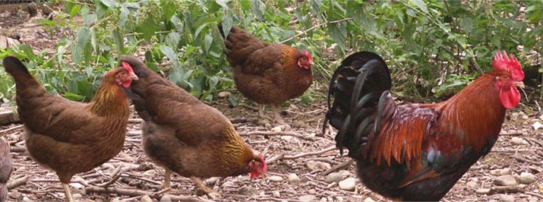 Chicken Stewardship: Ethical, Humane, Conscientious Raising/Husbandry