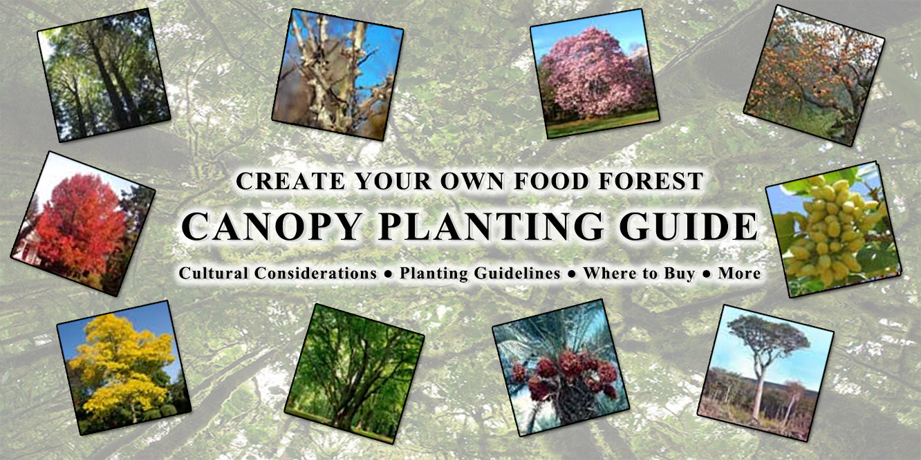 DIY Food Forest Canopy Plantings - An Open Source Archive