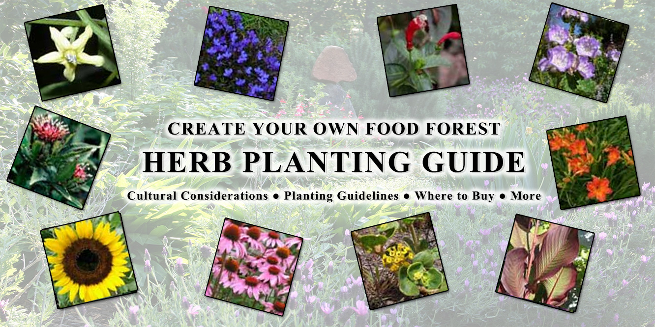 DIY Food Forest Herb Plantings - An Open Source Archive