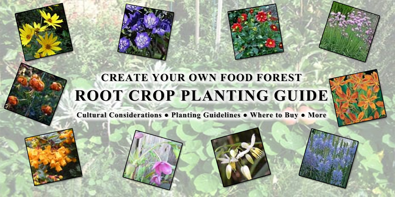 DIY Food Forest Root Crop Plantings - An Open Source Archive