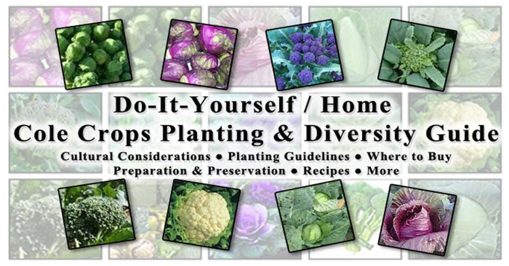 Cole Crops: Cultural Considerations | Planting Guidelines | Where to ...