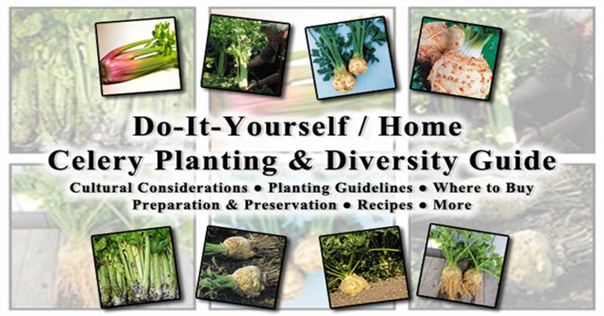 Celery/Celeriac: Cultural Considerations | Planting Guidelines | Where ...