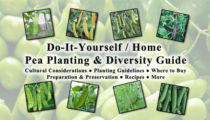 Peas: Cultural Considerations | Planting Guidelines | Where to Buy | More
