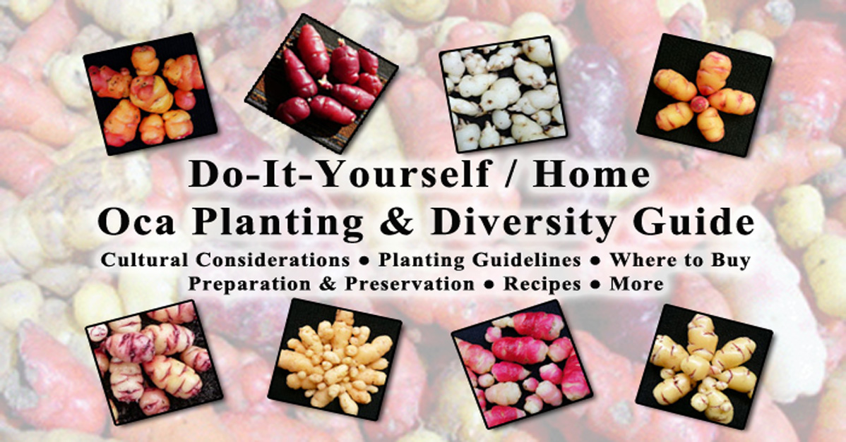 Oca: Cultural Considerations | Planting Guidelines | Where to Buy | More