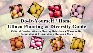 Ulluco: Cultural Considerations | Planting Guidelines | Recipes | More